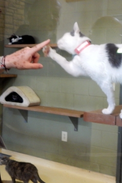 Cat Through Glass CROP 375 x 250